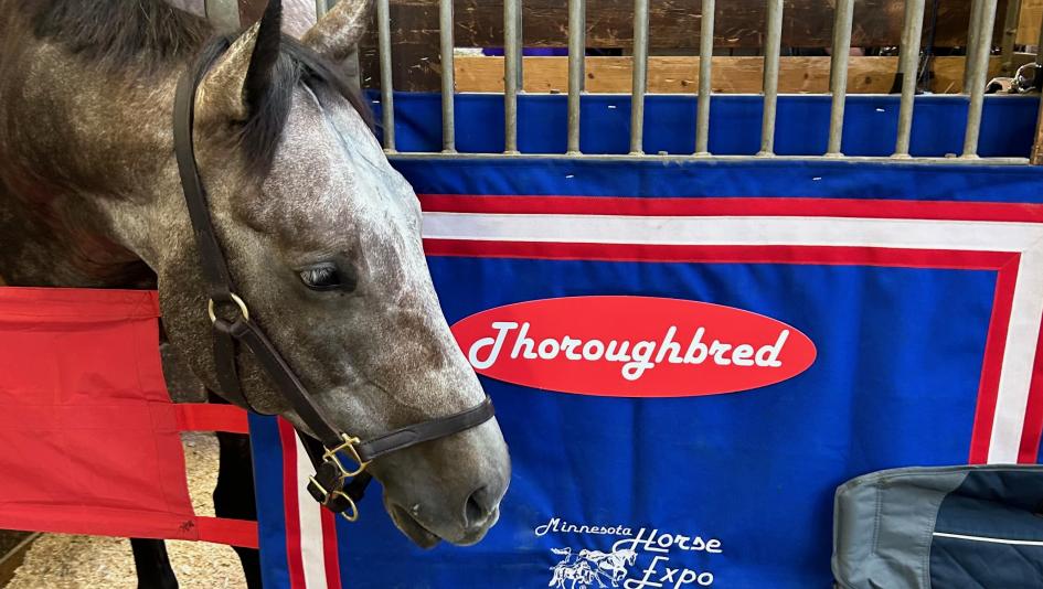 Thoroughbred Makeover Diary: Trailering Training and a Visit to the ...